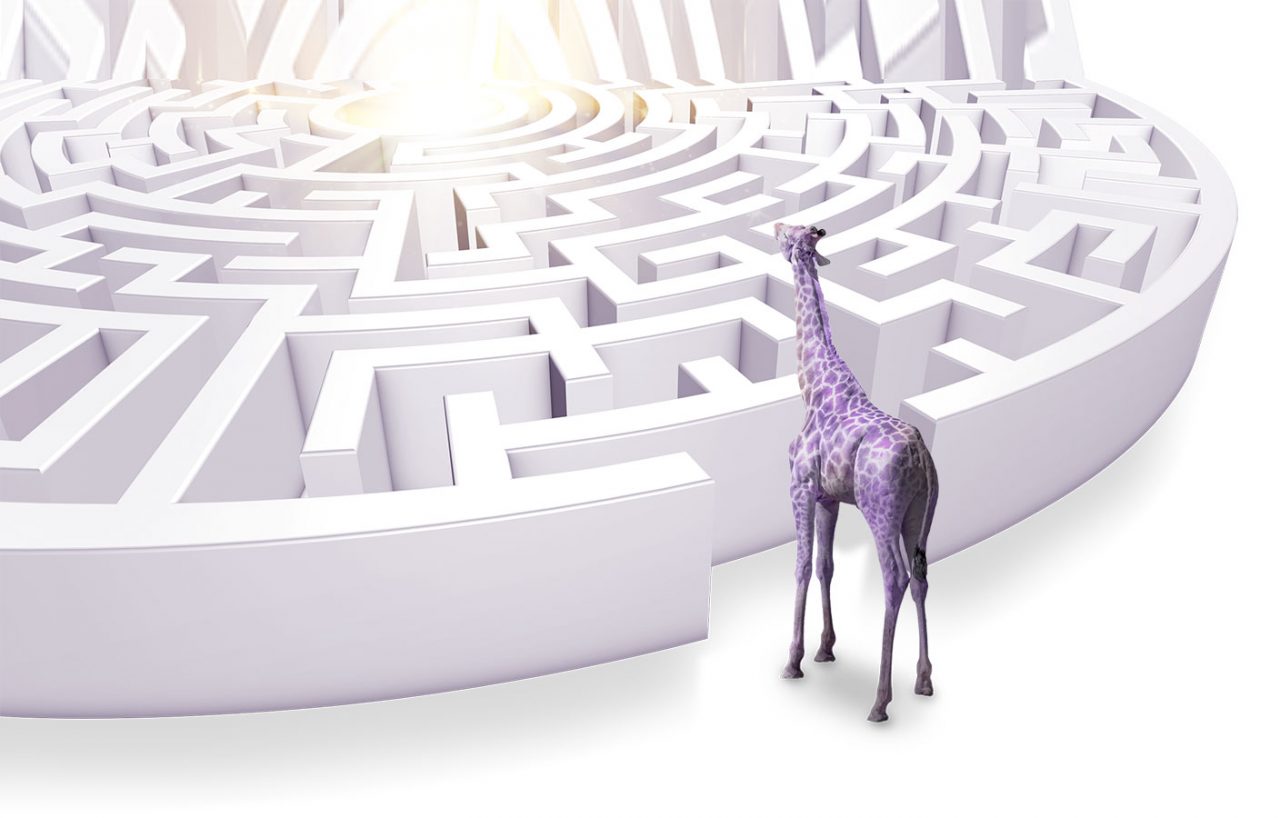 Wild Factor - Chris Jarvis